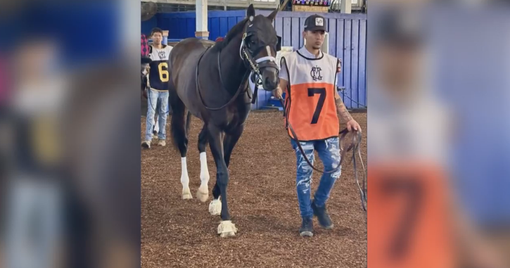 Horse's death during Black Eyed Susan Day reignites safety concerns ...