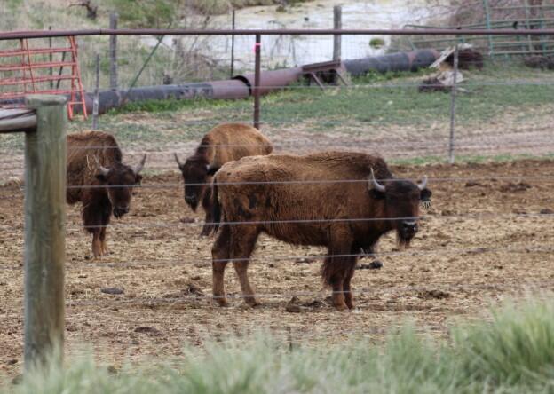 Colorado authorities seize bison herd, cite owner for animal neglect ...