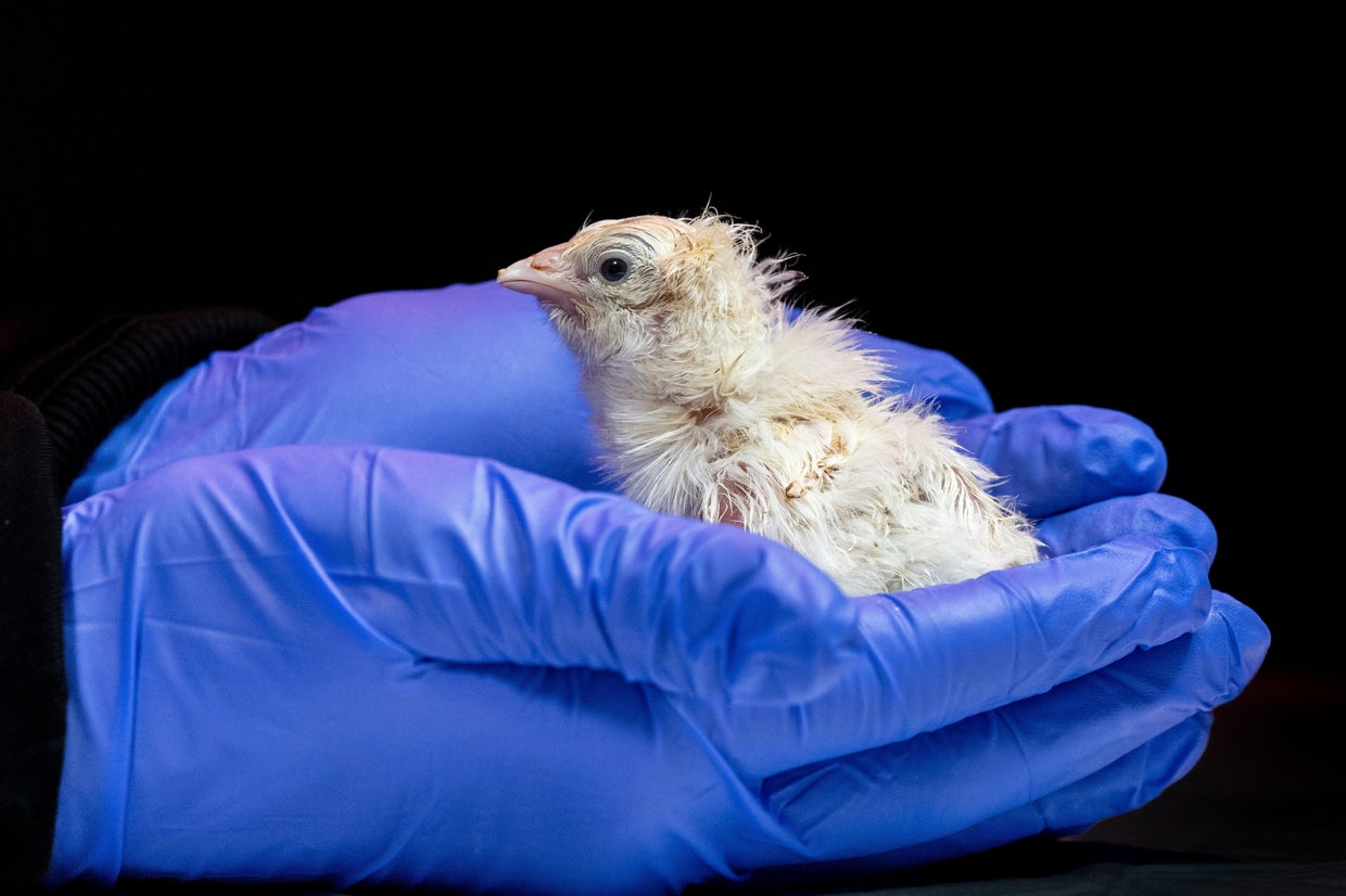 Live chicks hatched from artificial eggshell in bid to revive extinct ...
