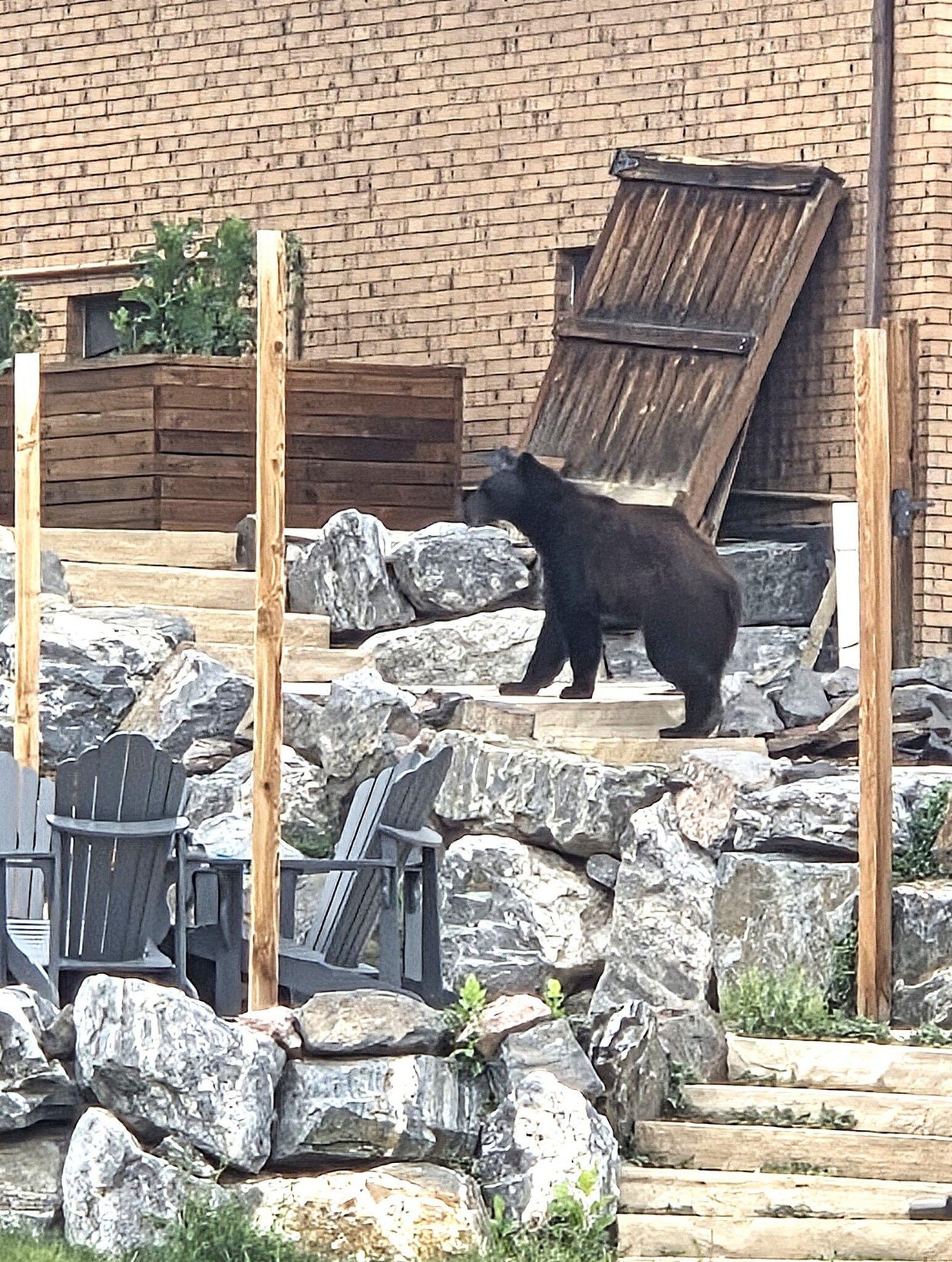 Colorado drought blamed for increase in bear sightings around Arvada ...