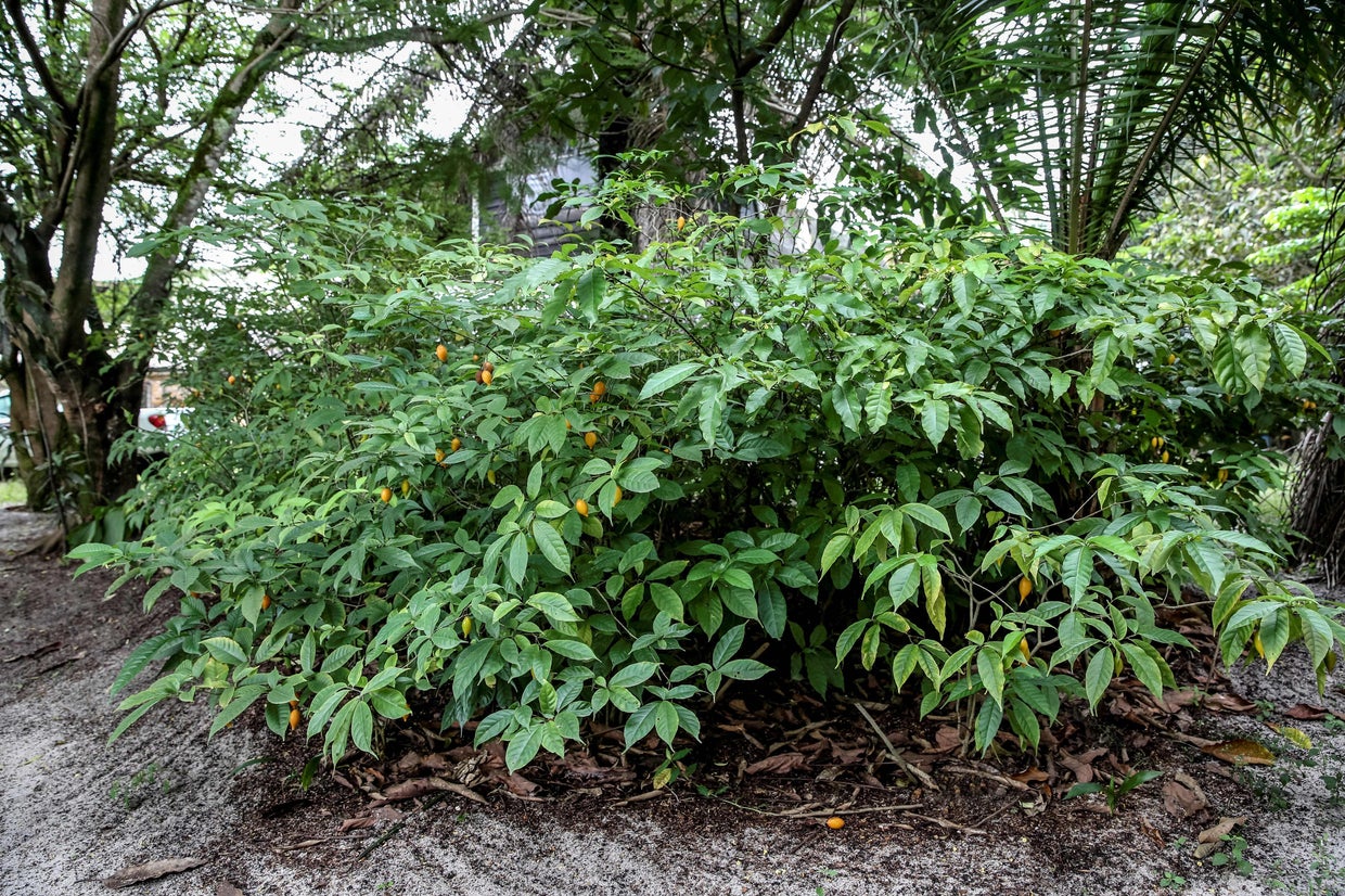 Colorado lawmakers approve Ibogaine research bill - CBS Colorado