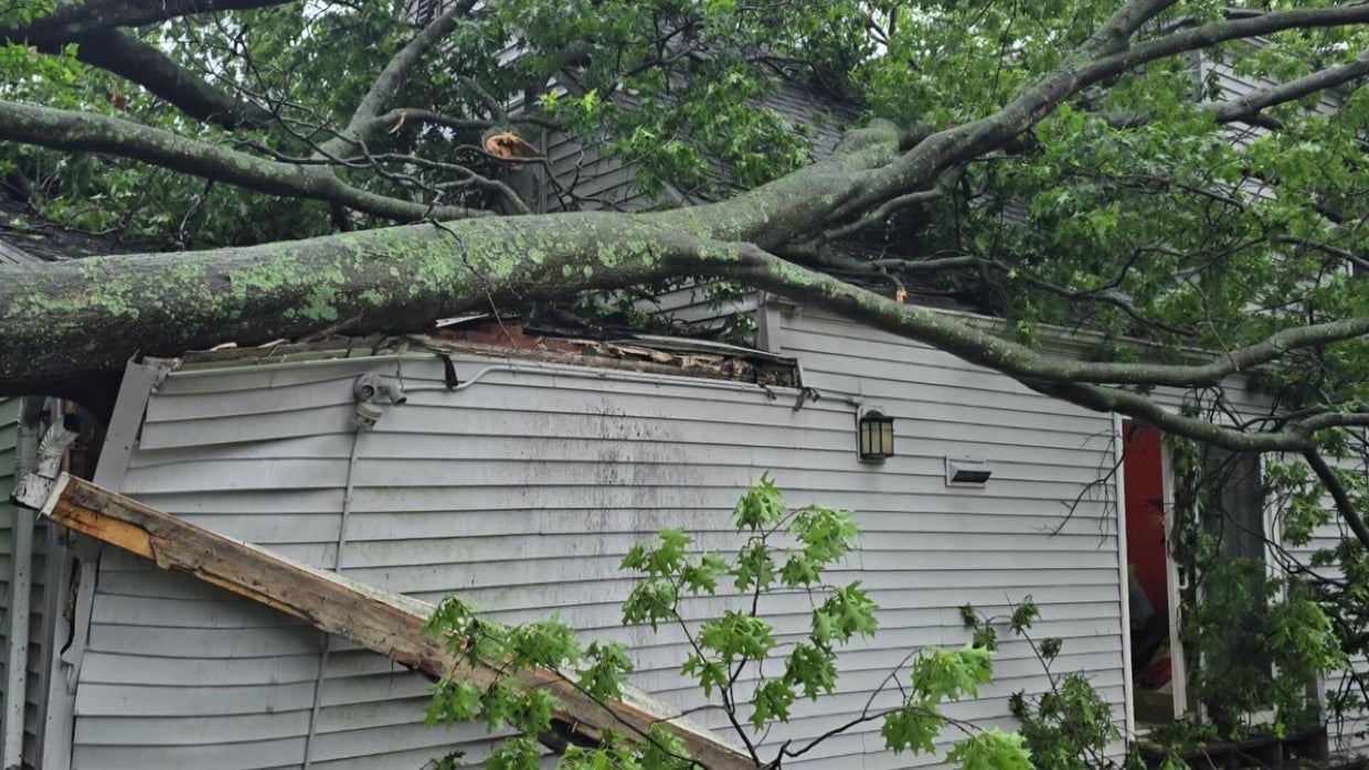 Wet weather downs trees across New York, New Jersey - CBS New York