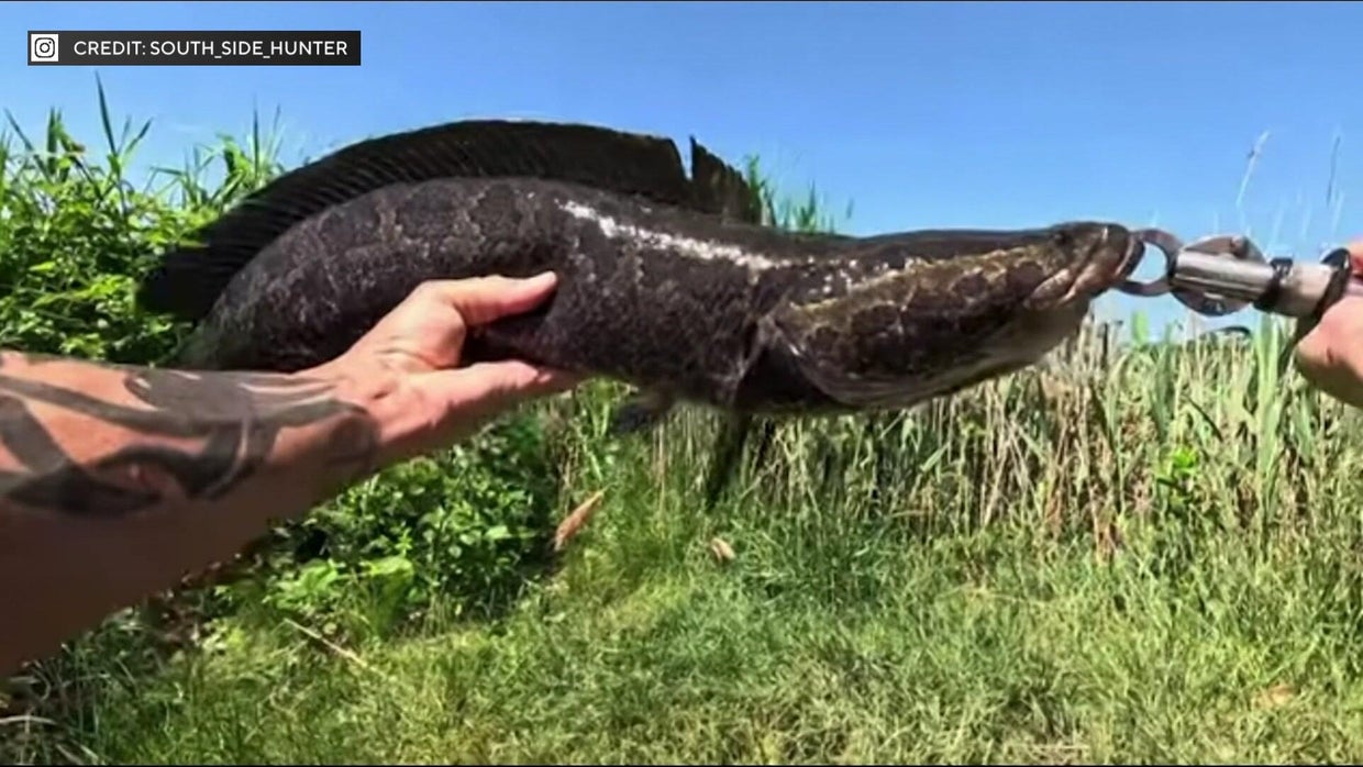 Invasive fish that can walk across the street found in Long Island pond ...