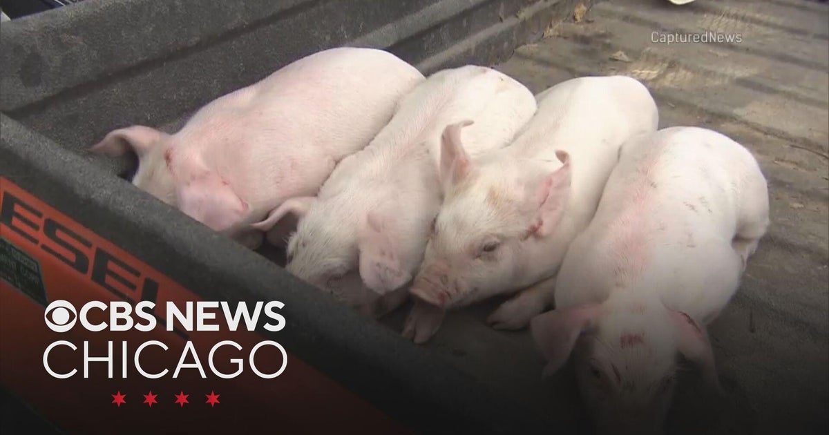 Piglets rescued after falling from truck in Lee County, Illinois - CBS ...