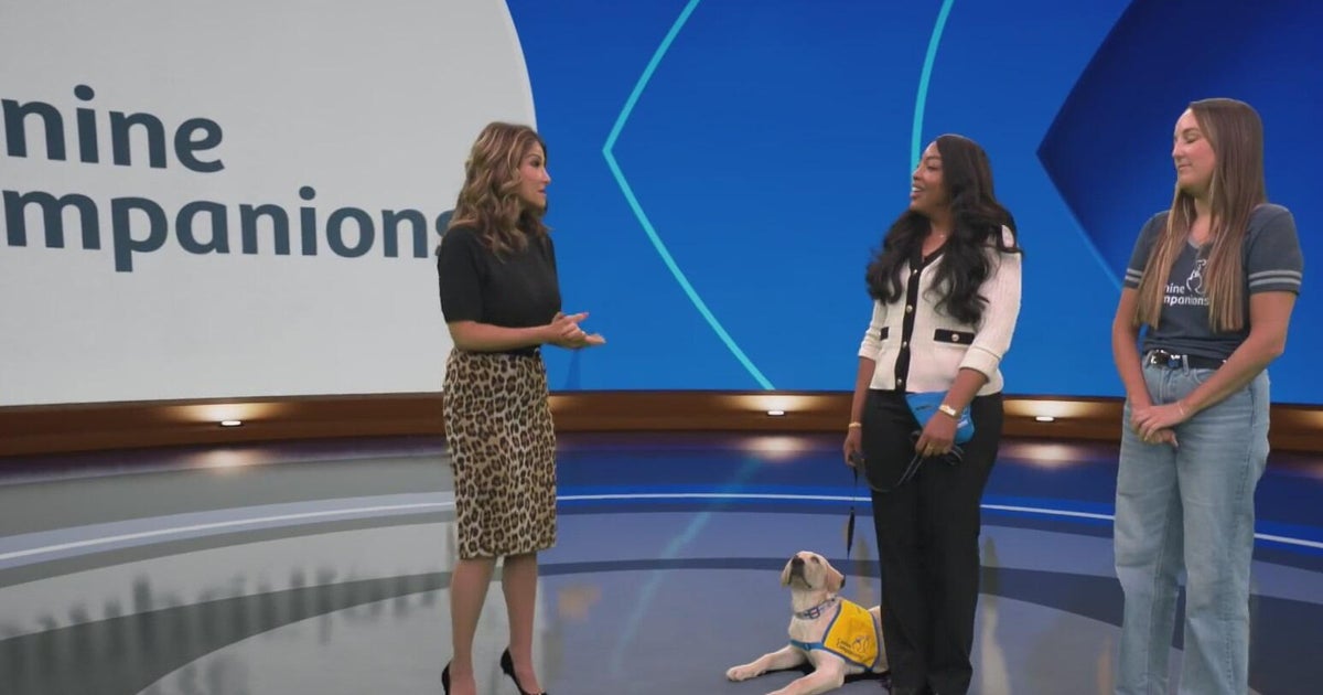 Aikman the service‑dog‑in‑training shows steady progress with Canine ...
