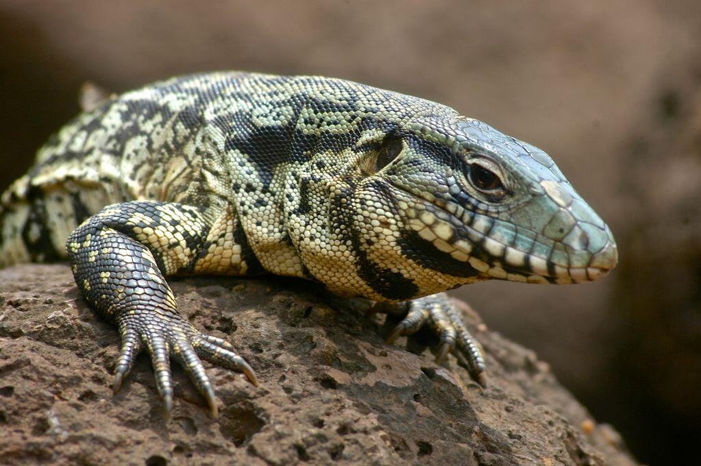 This giant salmonella-carrying invasive lizard is spreading in Georgia ...