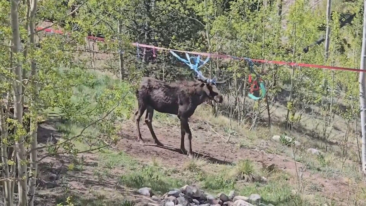 Moose storms Colorado wildlife officers moments after being freed from ...