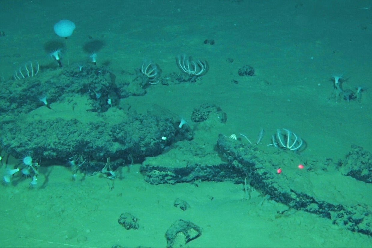 World’s largest whale graveyard found by sub at bottom of ocean | WGHN