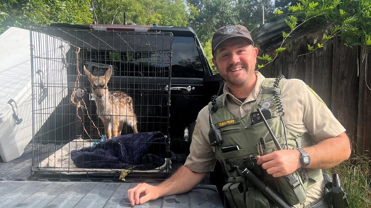Fawn rescued from dog cage in Sonoma County - CBS San Francisco