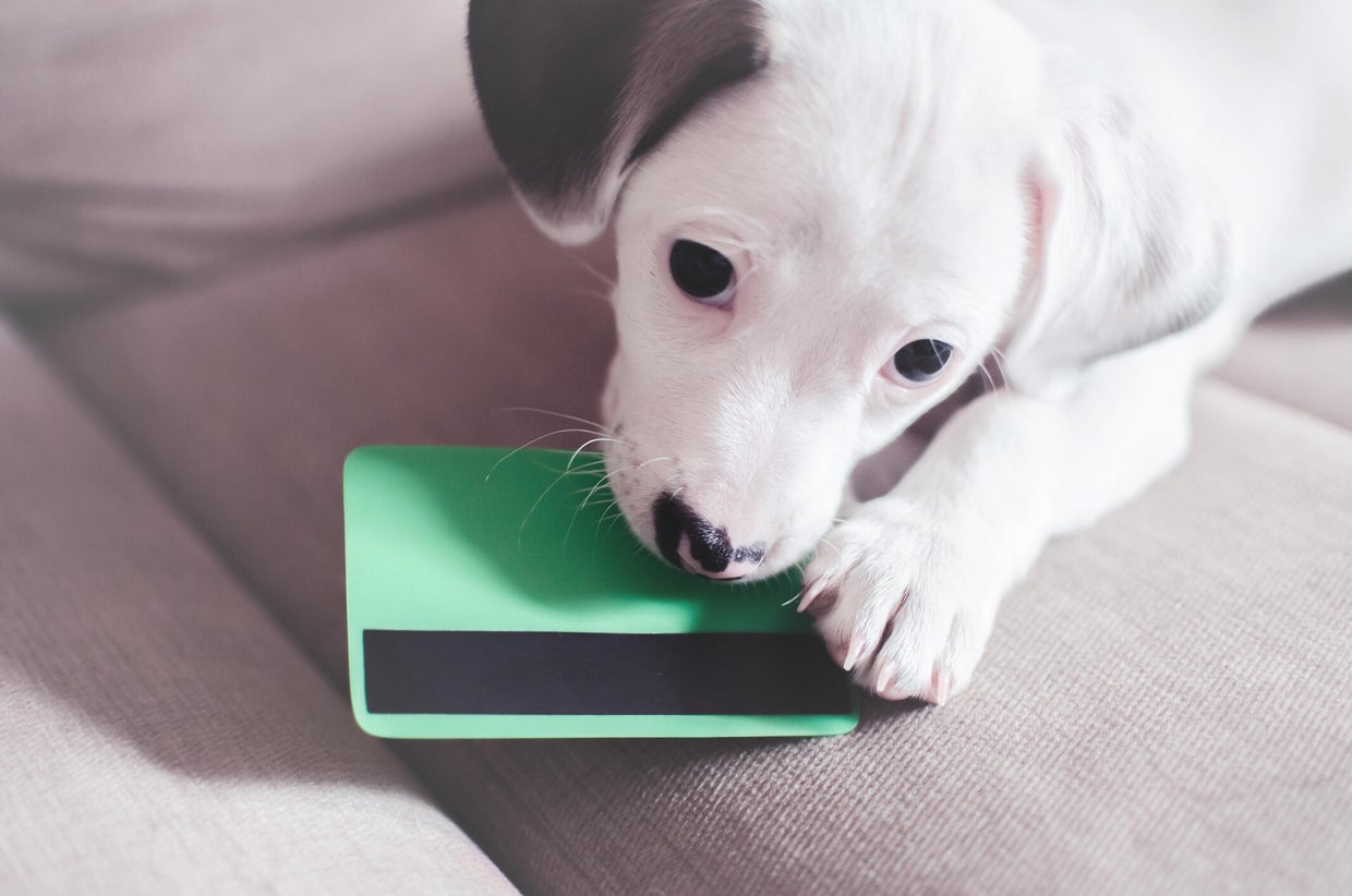 How pet insurance can allow you to spend more on your pets - CBS News
