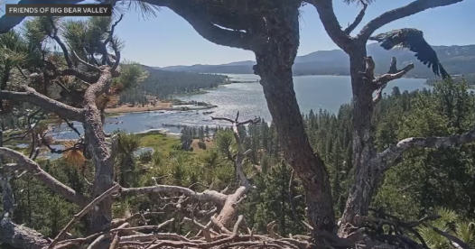 Big Bear eaglet Luna takes first flight 1 day after Sandy accidentally ...